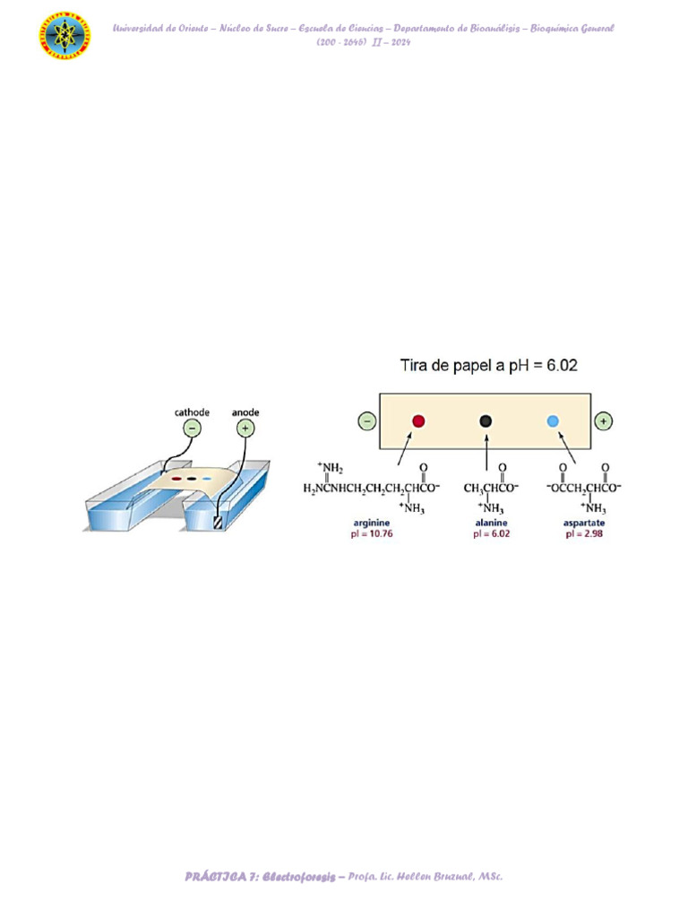 PRÁCTICA 7 y 8 | PDF | Cromatografía | Electroforesis