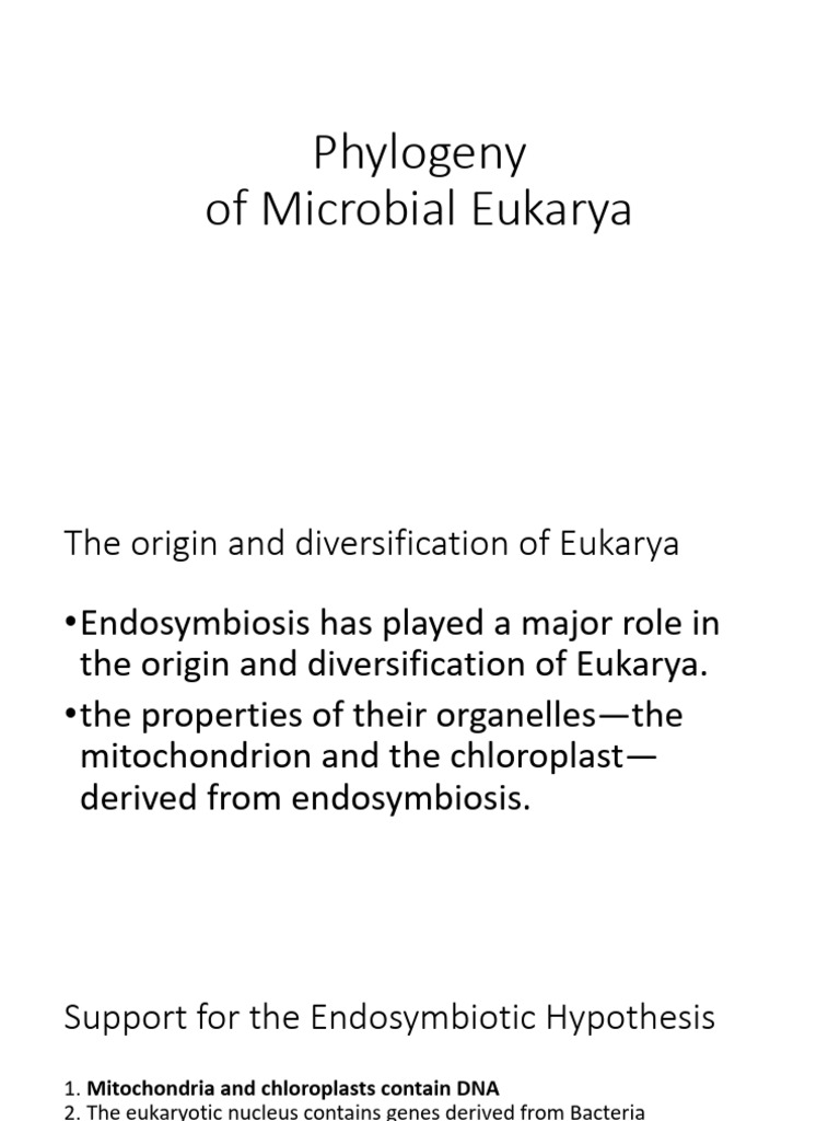 2024-Phylogeny OF EUKARYA | PDF | Fungus | Eukaryotes