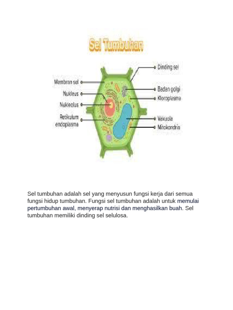 Sel Tumbuhan Adalah Sel Yang Menyusun Fungsi Kerja Dari Semua Fungsi ...