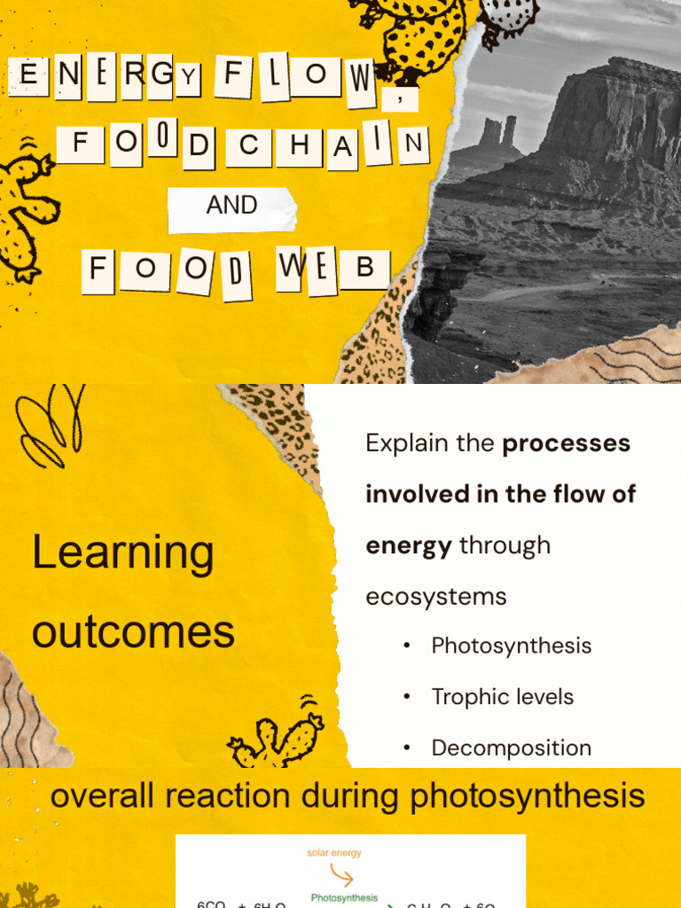 1.5 Energy Flow Through Ecosystems | PDF | Food Web | Nature