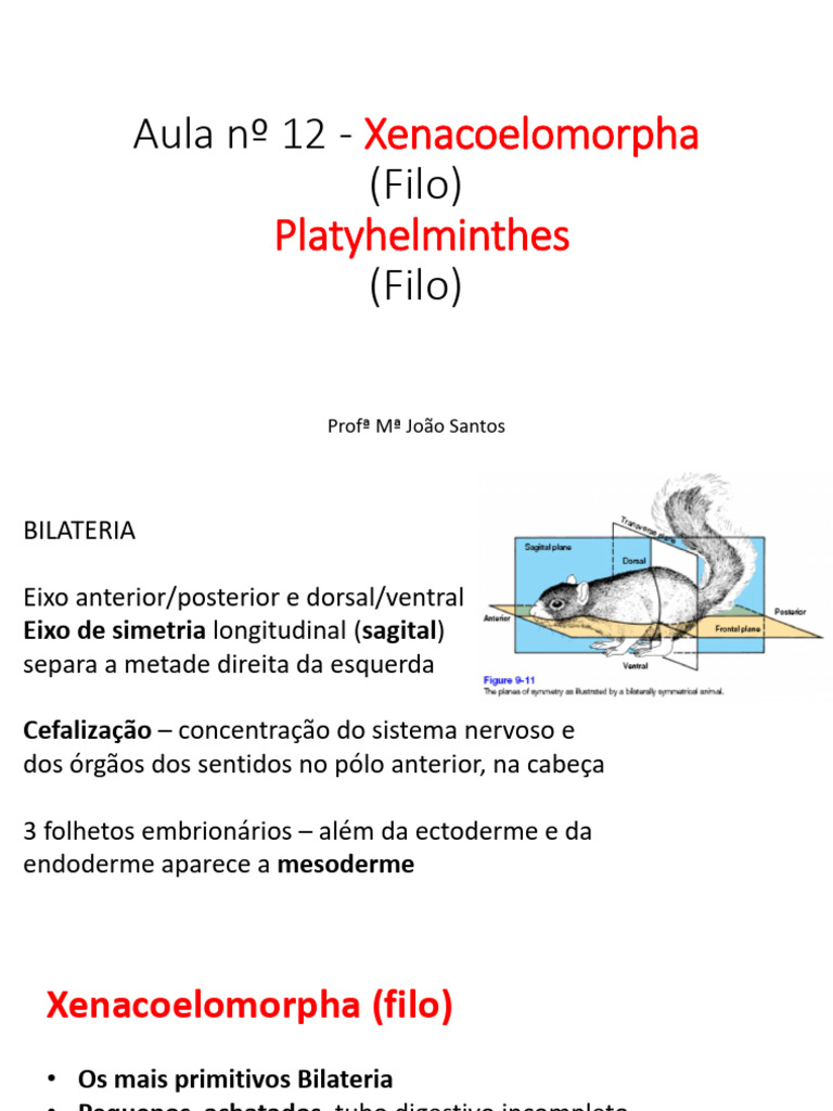 12 Xenacoelomorpha + Platyhelminthes | PDF