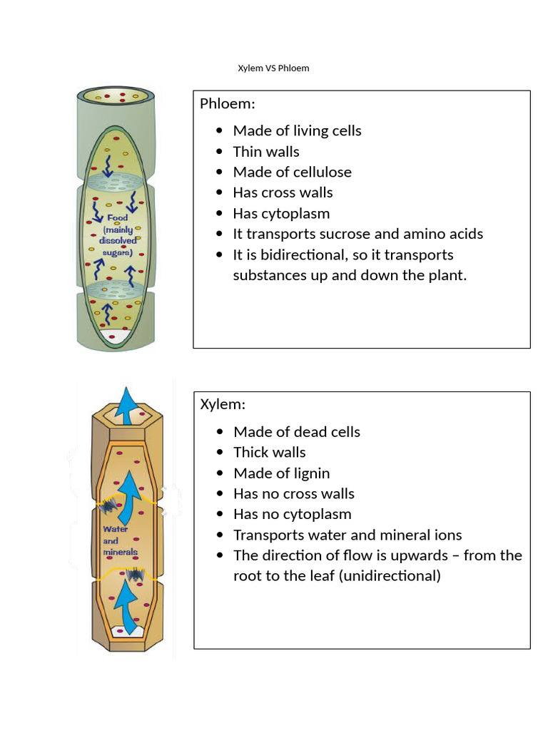 Xylem VS Phloem | PDF