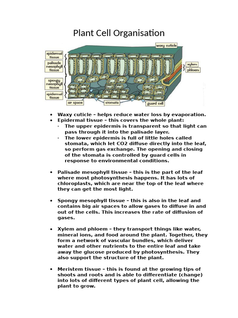 Plant Cell Organisation | PDF