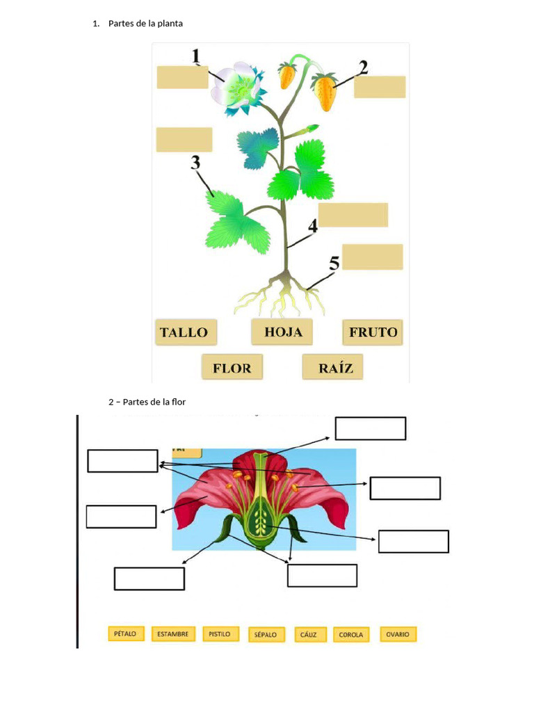Partes de La Planta | PDF