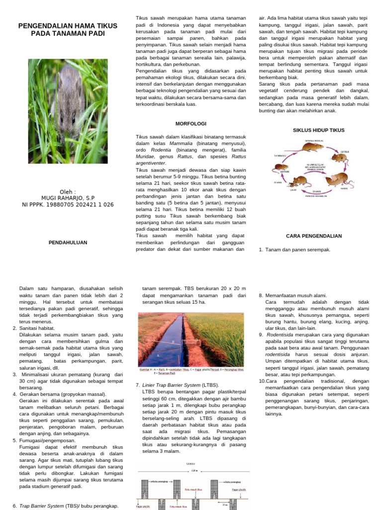 Leaflet Pengendalian Hama Tikus Pada Tanaman Padi | PDF