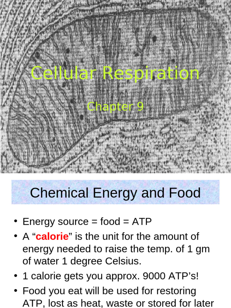 Cellular Respiration: ATP Production Process | PDF | Cellular ...
