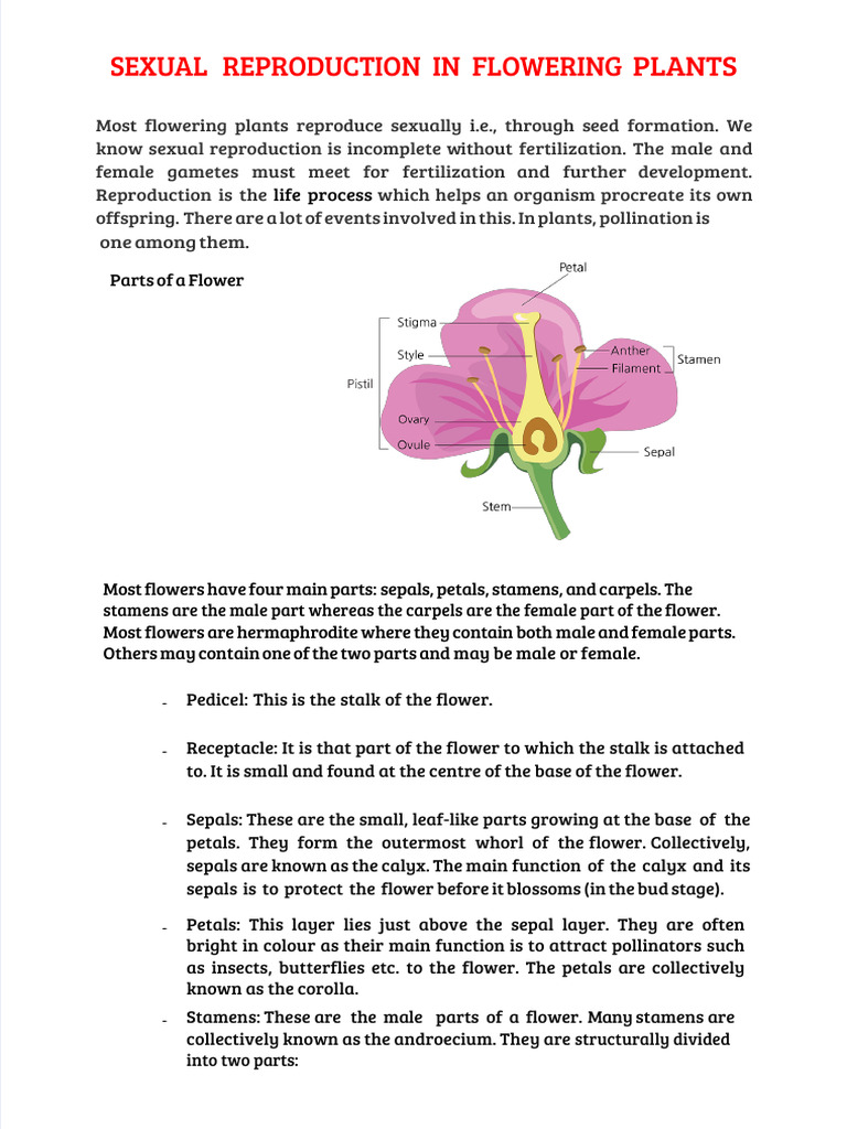 Sexual Reproduction in Flowering Plants | PDF | Fruit | Flowers