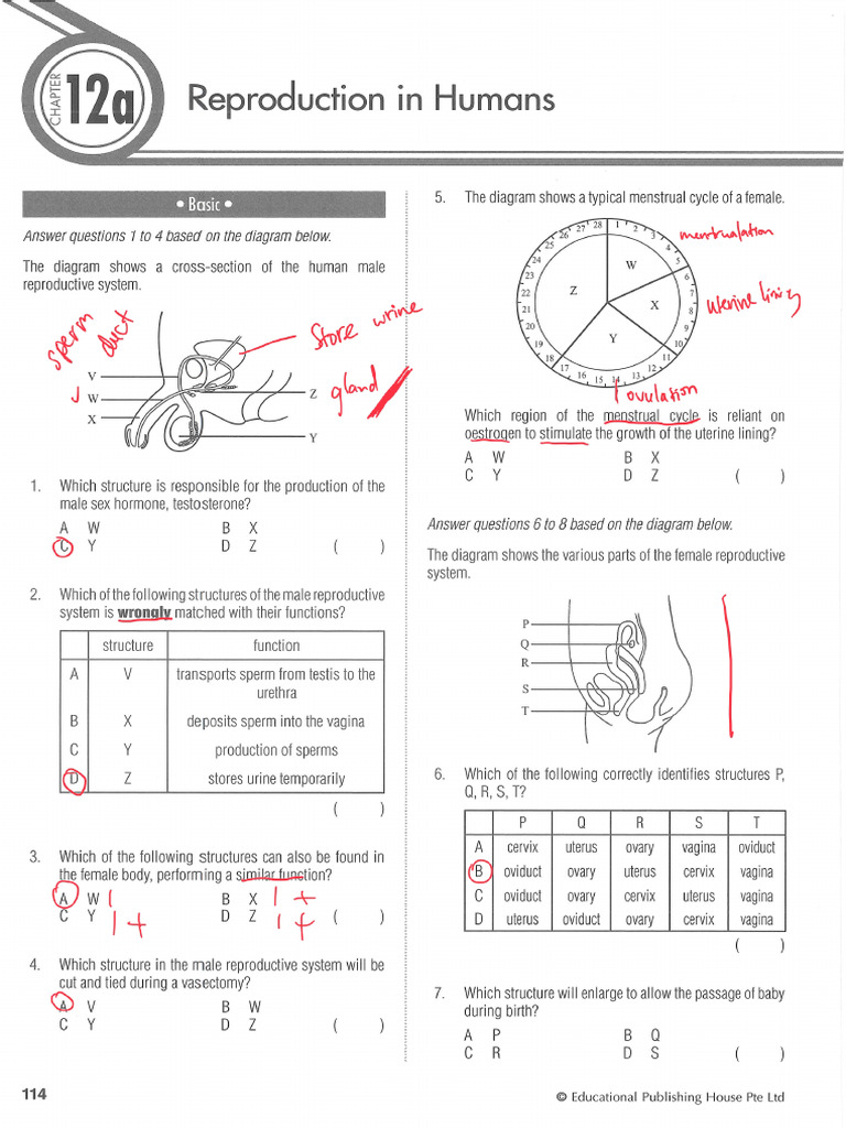 L6. Reproductive System in Human QP | PDF
