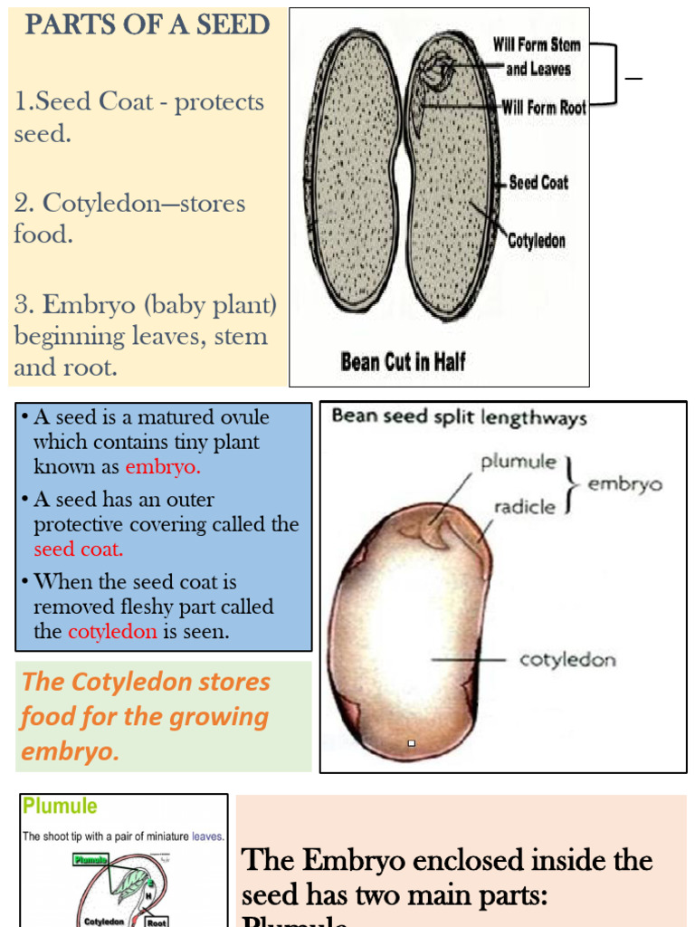 Parts of A Seed | PDF