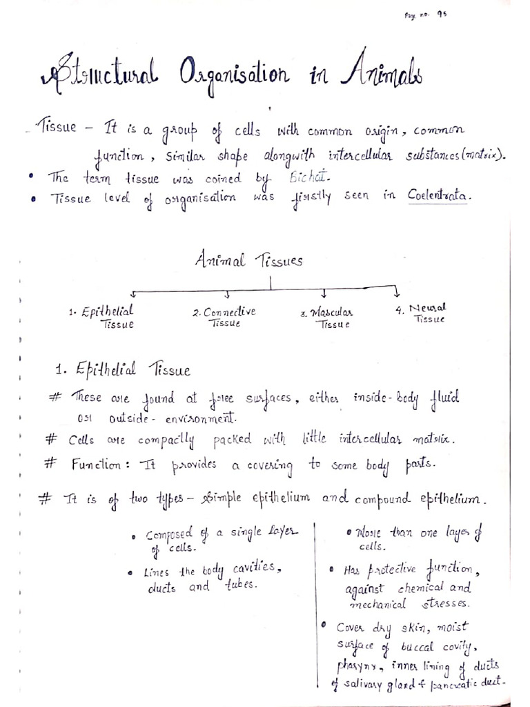 Structural Organisation Notes | PDF