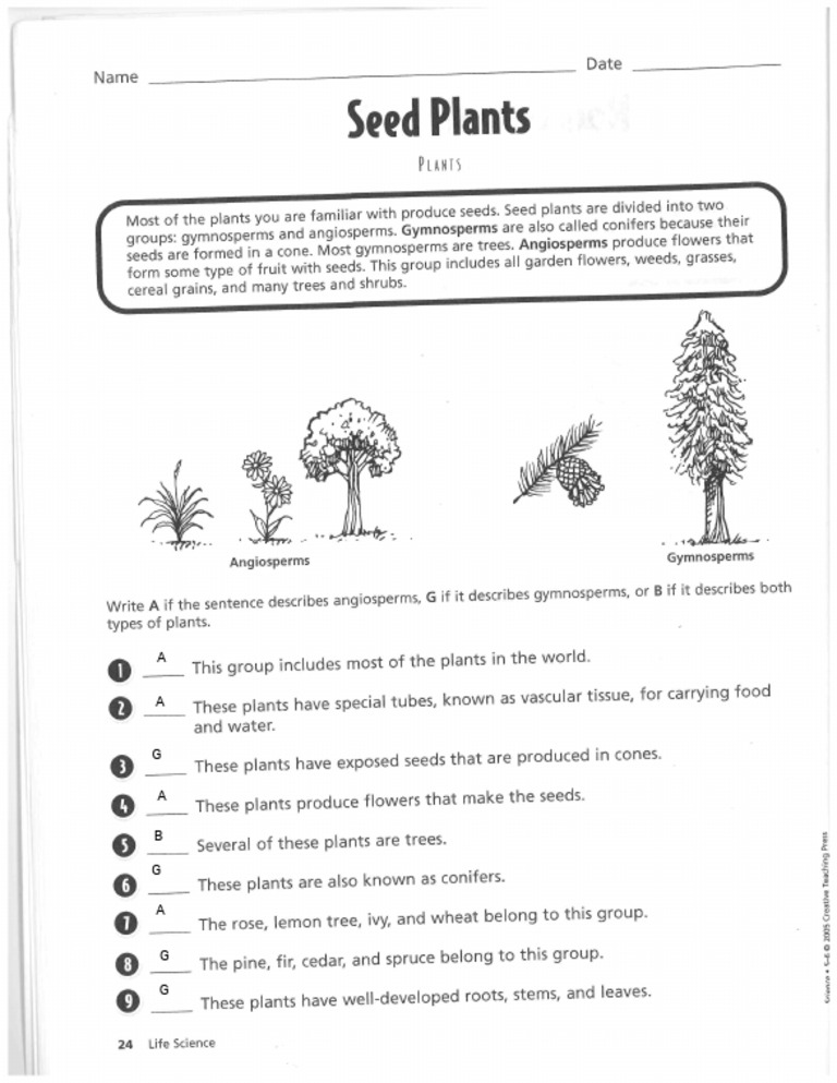 Rhyon Terry - Science Warm-Up Questions (Seed Plants) | PDF