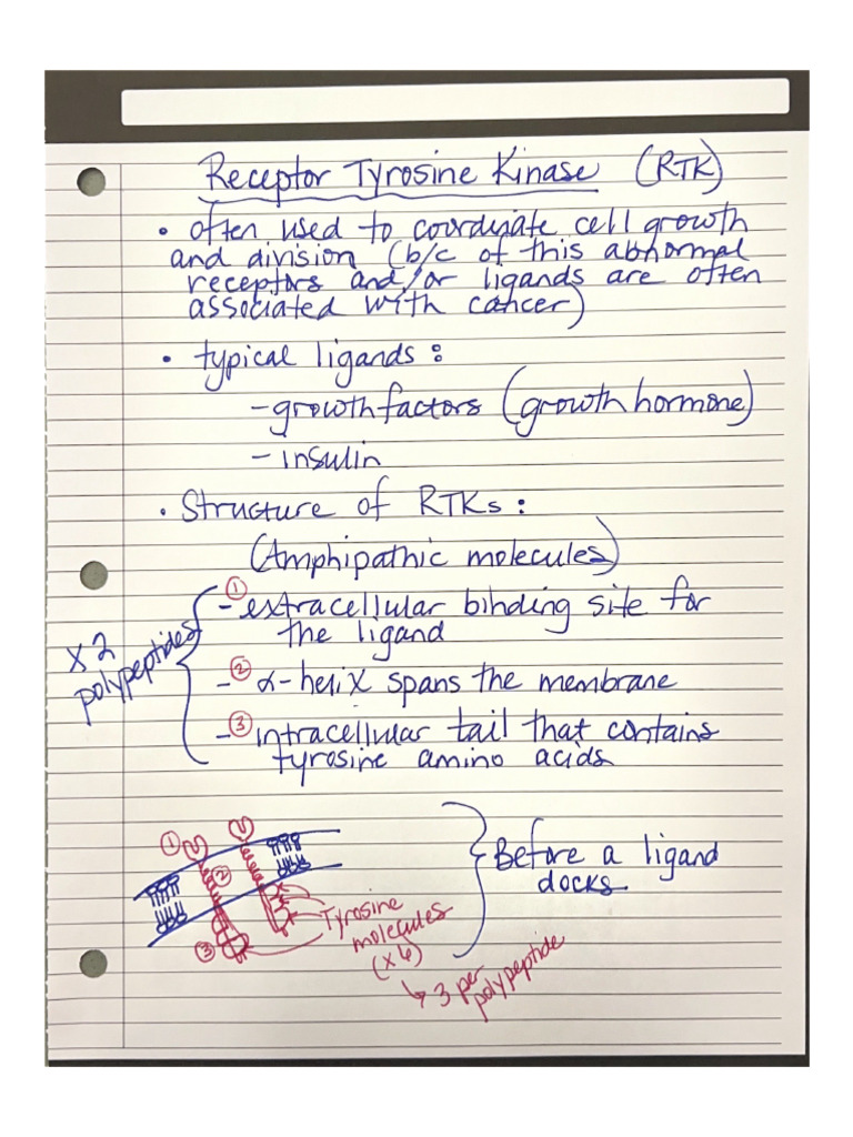 Receptor Tyrosine Kinase (RTK) Structure and Function Notes | PDF
