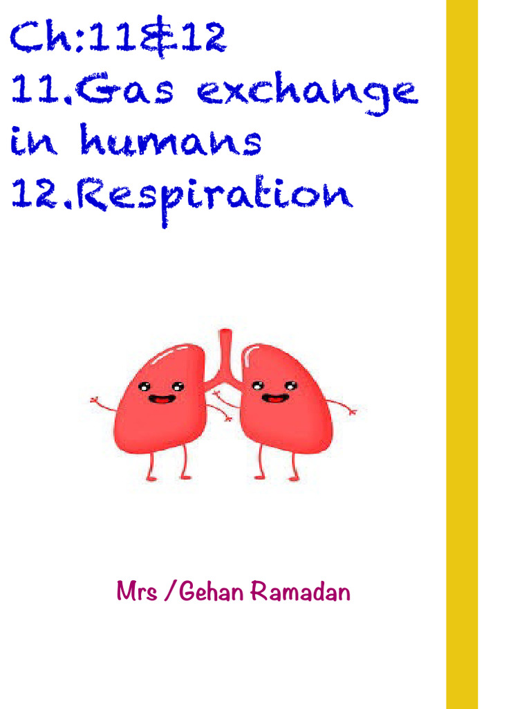 Gas Exchange and Respiration in Humans | PDF | Breathing | Cellular ...