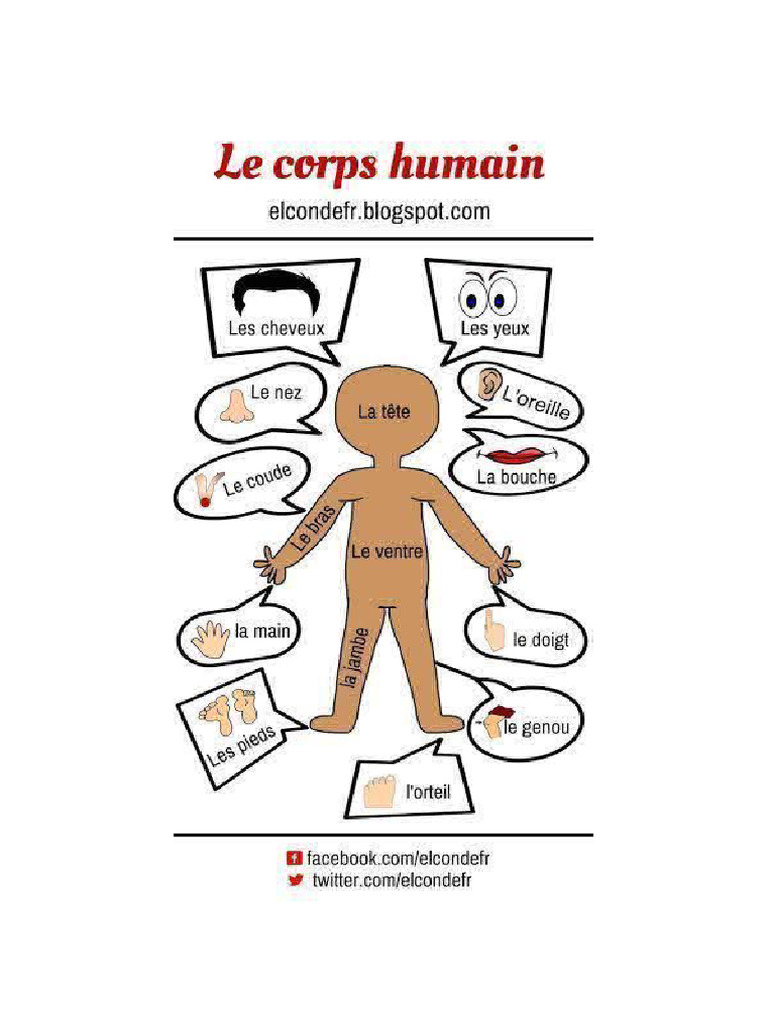 Word Bank of Body Parts | PDF