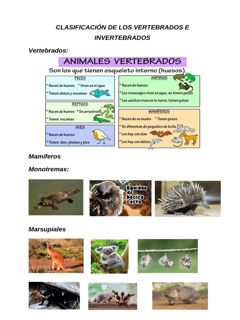 Clasificación de Los Vertebrados e Invertebrados | PDF