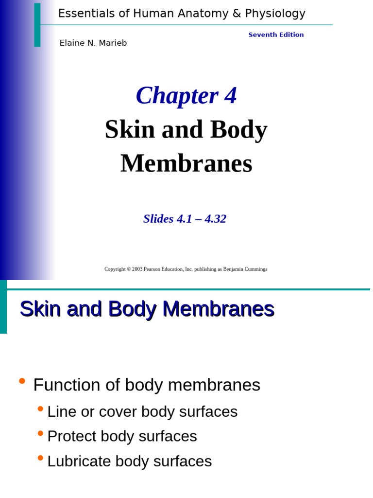 Human Anatomy Chapter 4 | PDF | Skin | Epithelium