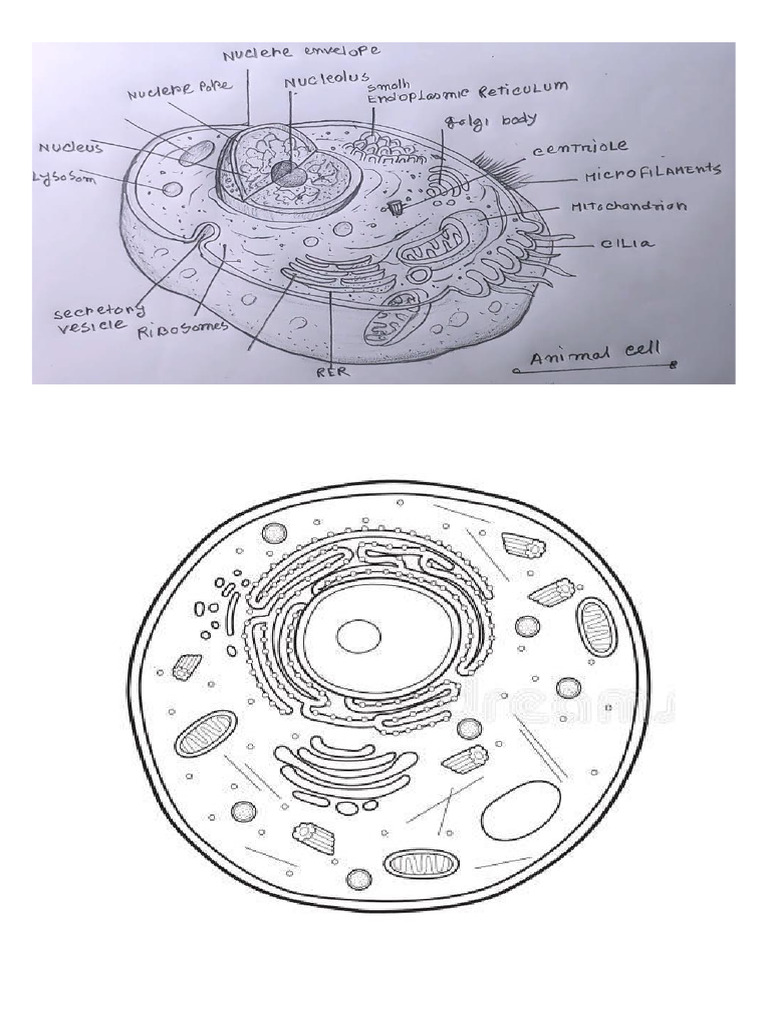 Drawing of Cell | PDF