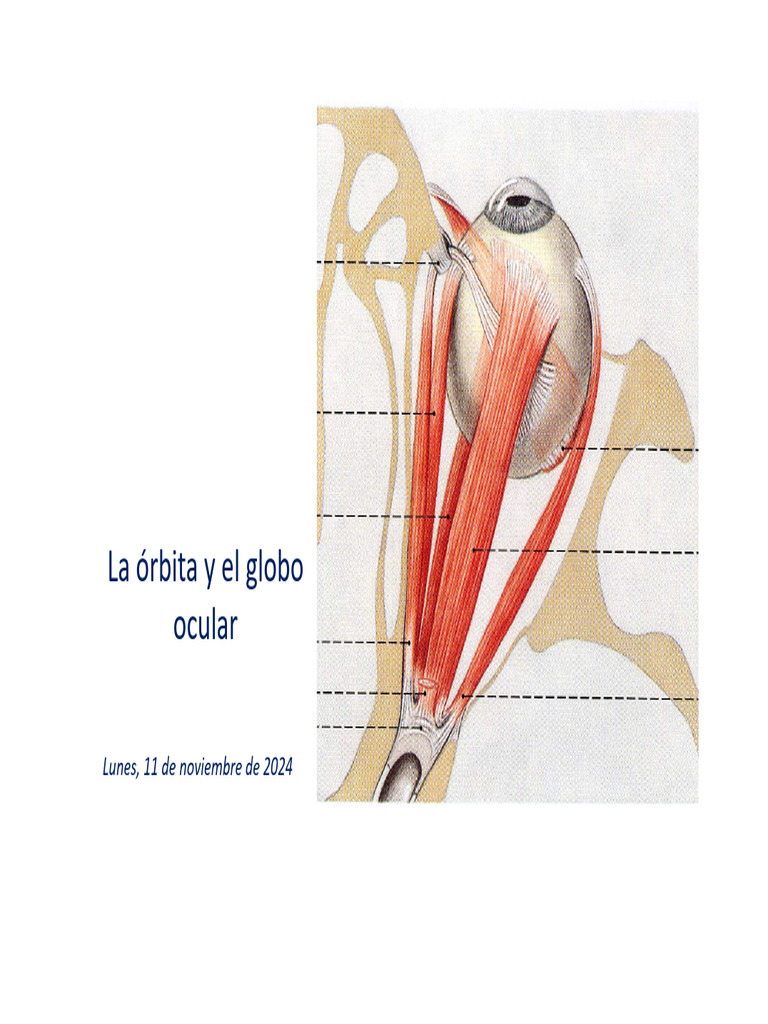 Estructura y Función del Ojo y Órbita | PDF | Ojo humano | Ojo