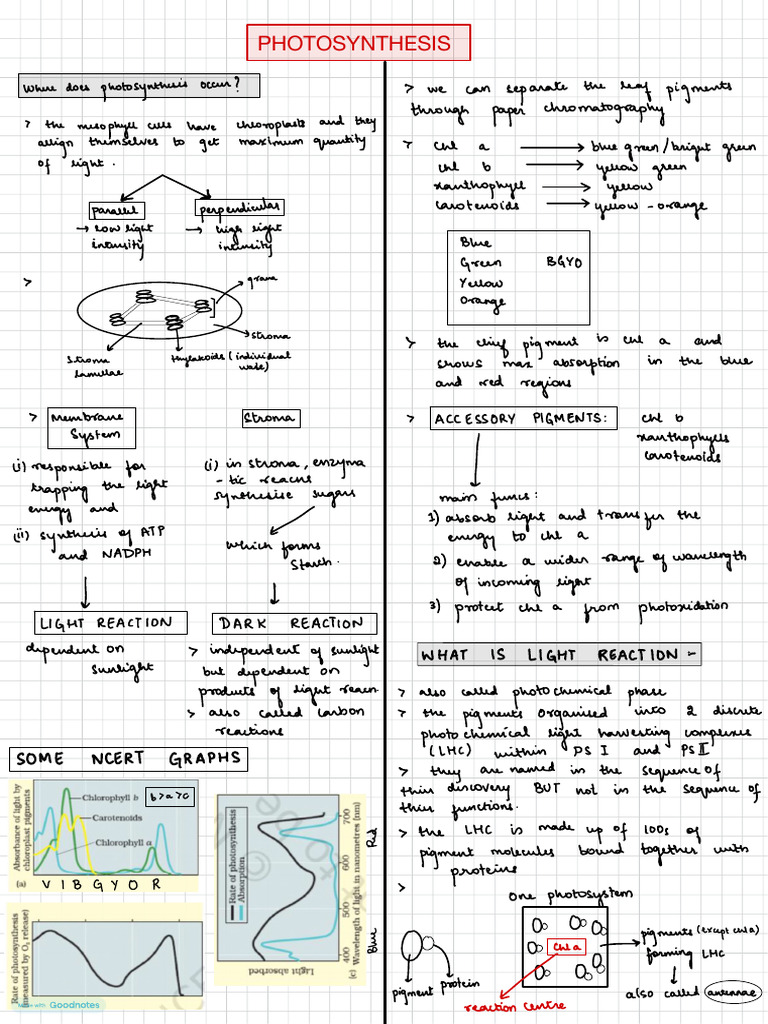 photosynthesis | PDF | Photosynthesis | Biochemistry