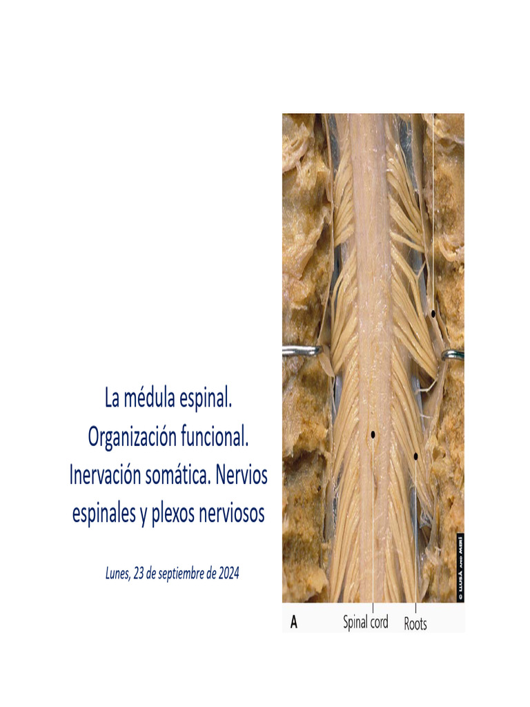 La médula espinal | PDF | Médula espinal | Sistema nervioso