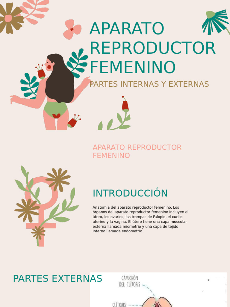 Partes del aparato reproductor femenino | PDF | Útero | Sistema ...