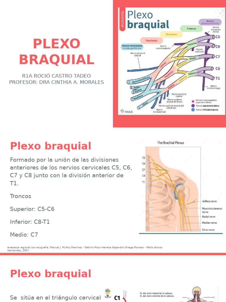 Plexo Braquial | PDF | Anatomía humana | Extremidades (anatomía)