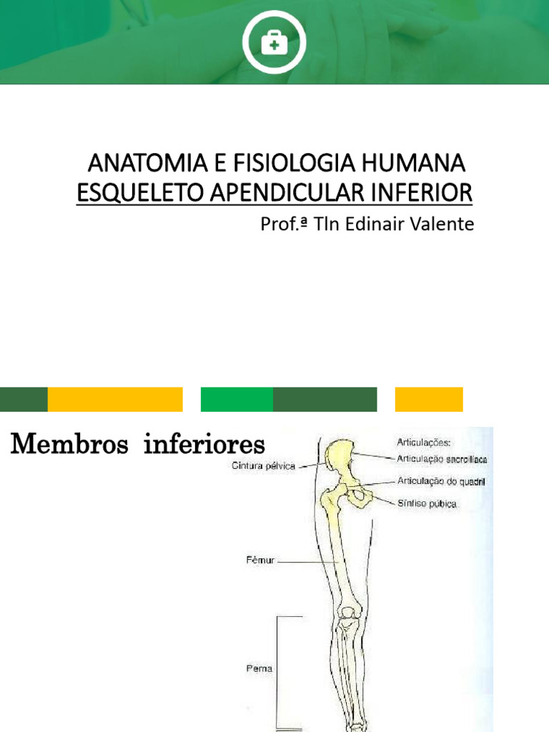 Anatomia do Esqueleto Apendicular Inferior | PDF