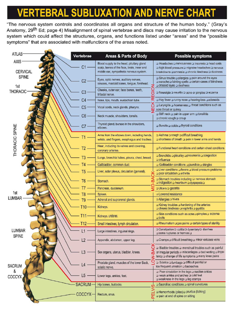 Nerve Chart | PDF