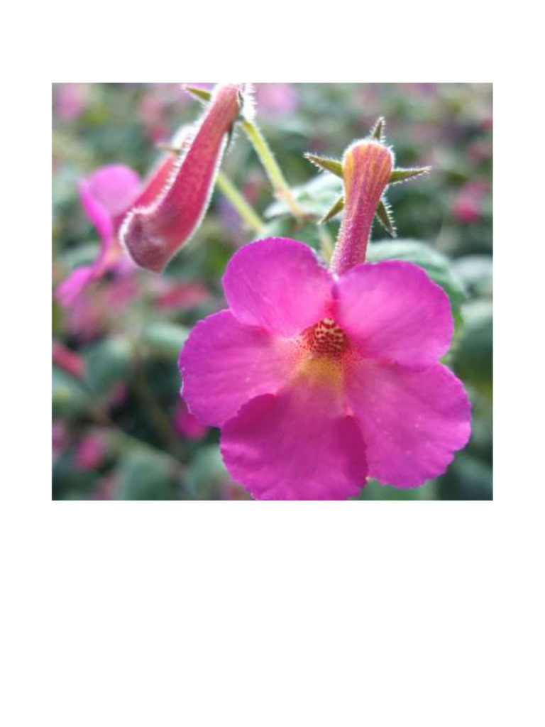 LONGIFLORA | PDF