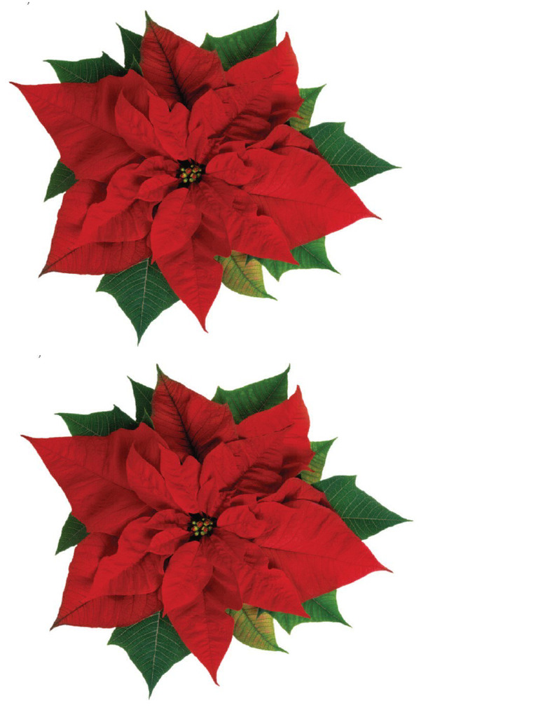 Flori Craciunite | PDF