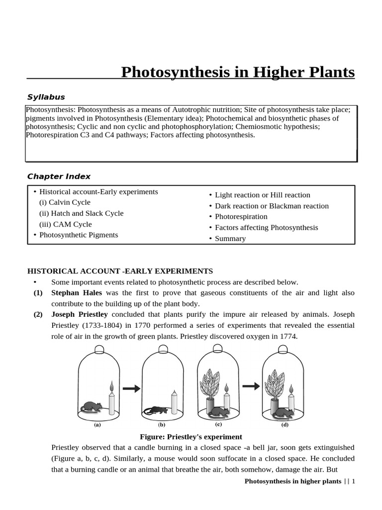 Understanding Photosynthesis in Plants | PDF | Photosynthesis | Chlorophyll