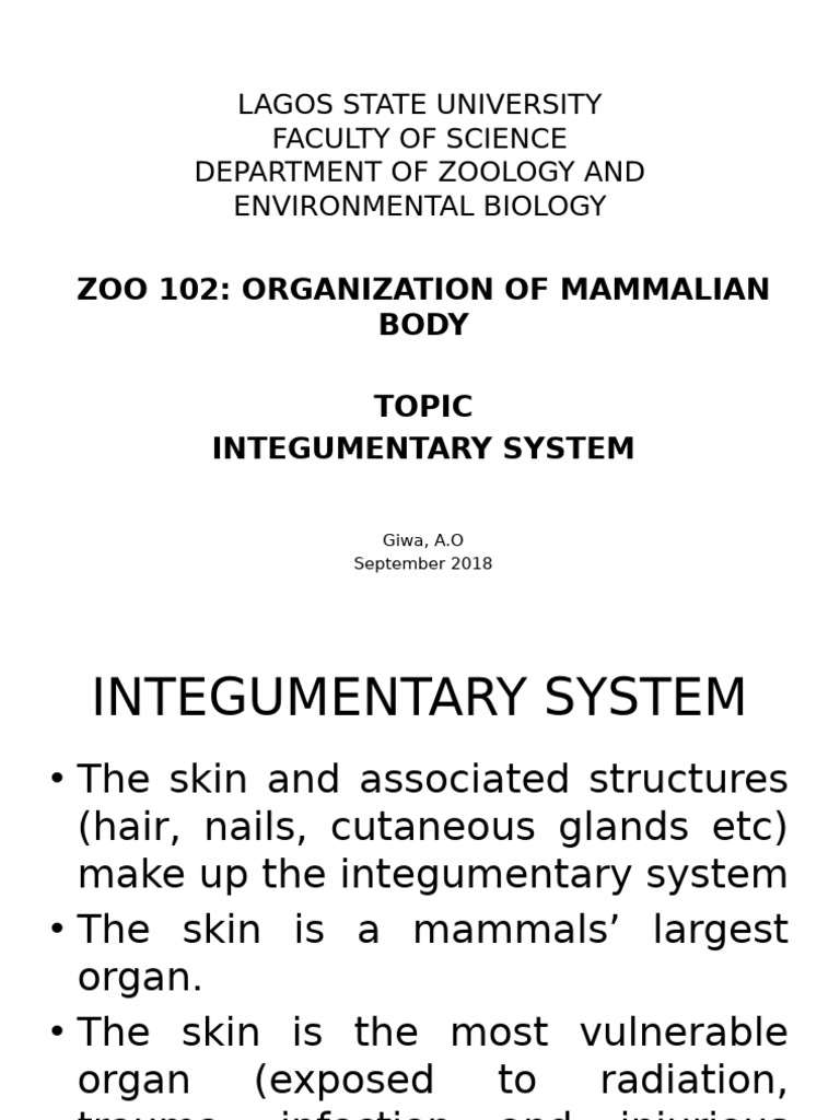 Integumentary System Pdf Skin Epidermis