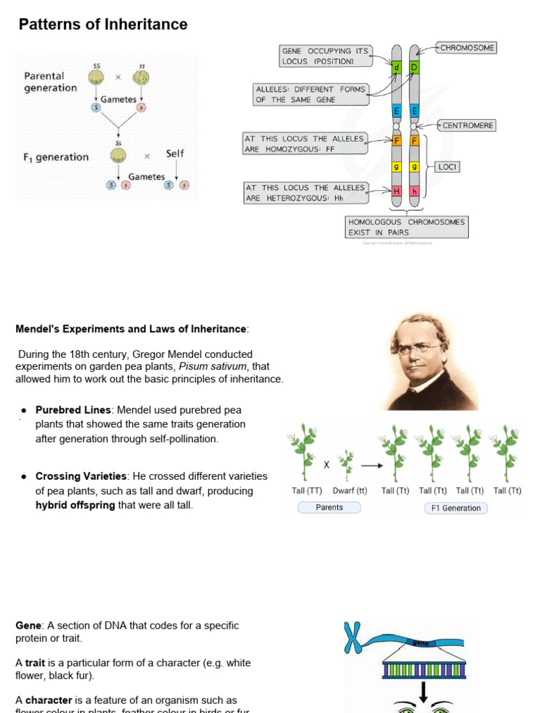 Mendel pt1 | PDF | Dominance (Genetics) | Allele