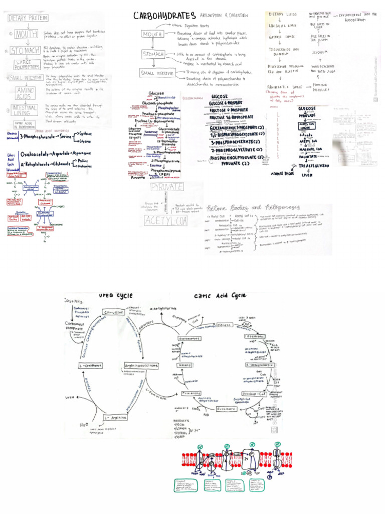 Lab Activity Integration of All Metabolic Pathways | PDF