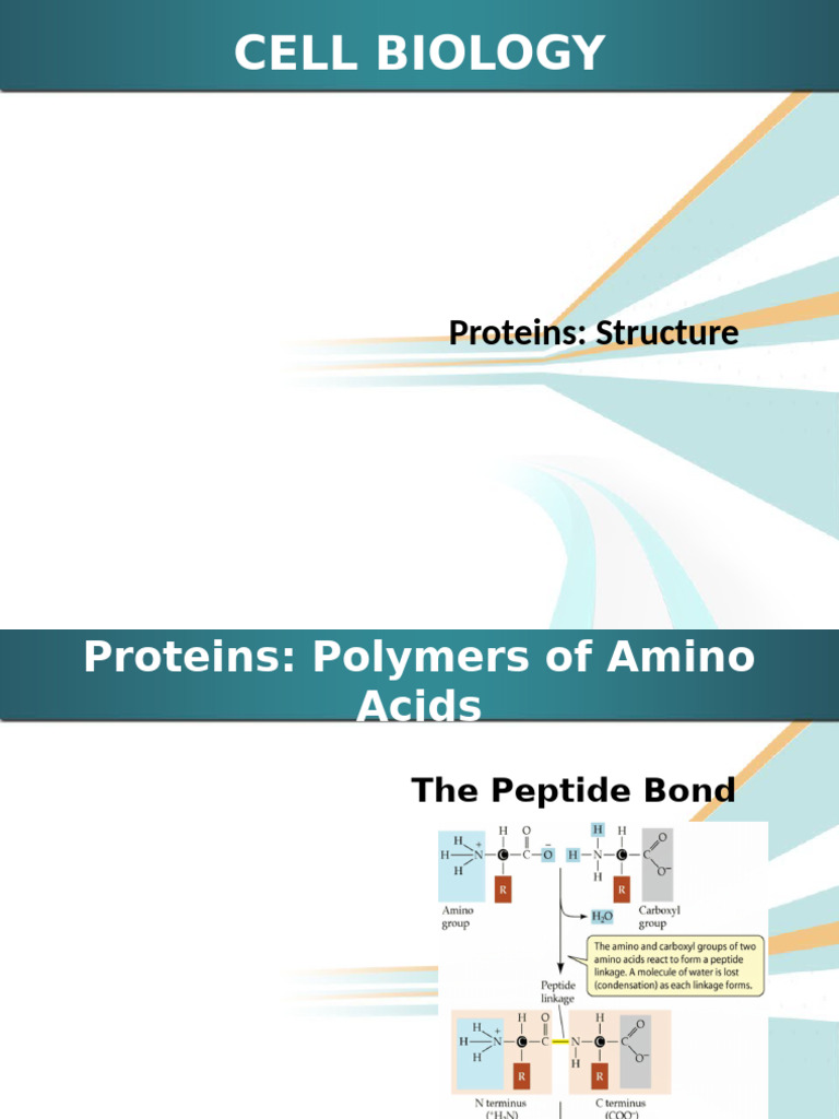 5-Protein structure | PDF