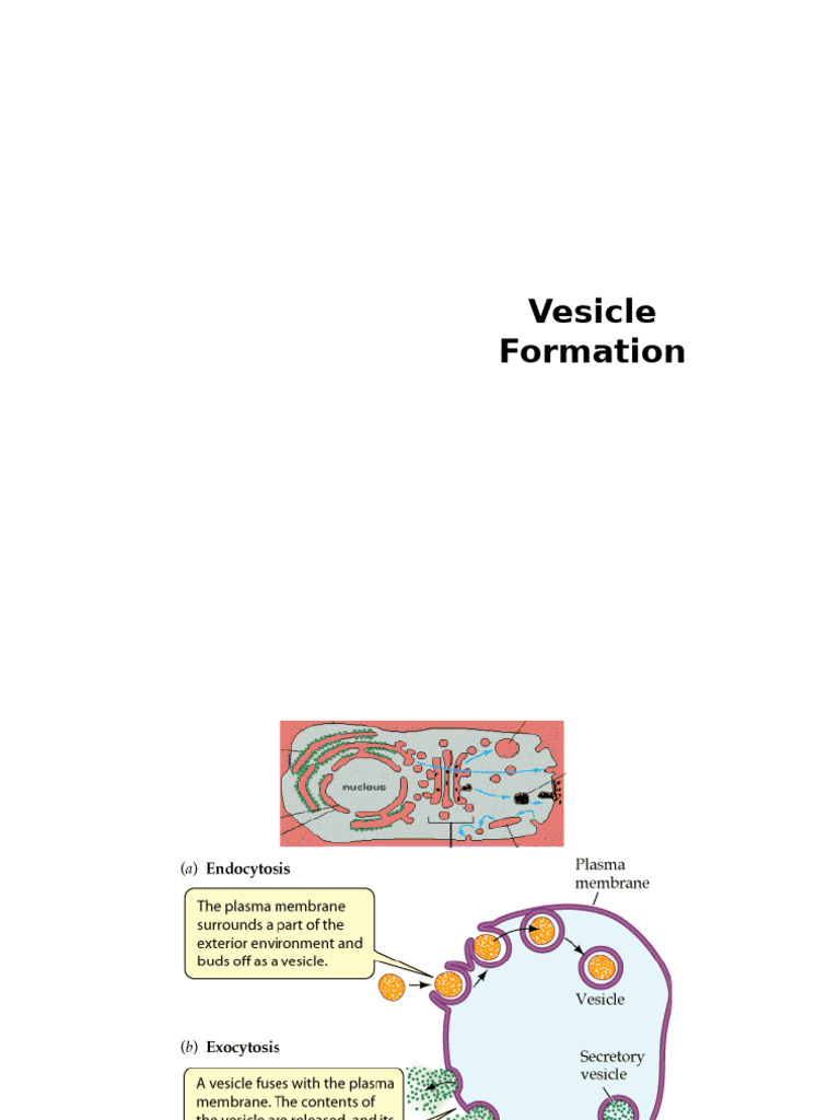 37-Vesicle Formation | PDF