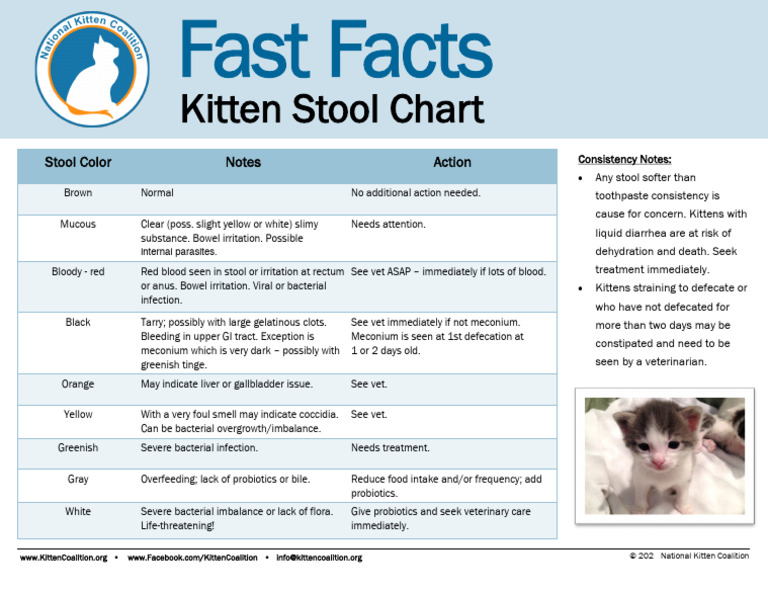 Fast Facts - Poop Chart 5 - 2024 | PDF | Human Feces | Diarrhea