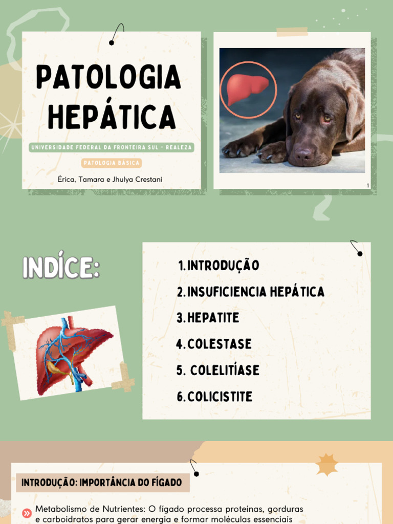 Patologia Hepática insuficiencia hepática, hepatite, Colestase ...