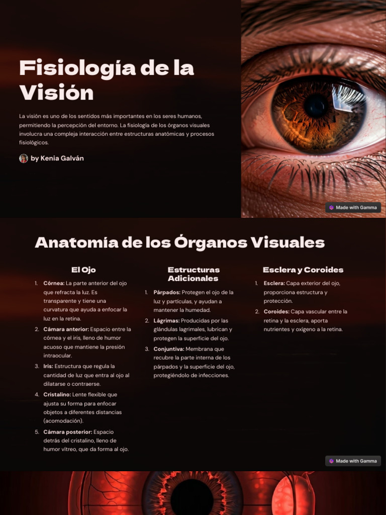 Fisiología y Anatomía de la Visión | PDF | Ojo humano | Percepción visual
