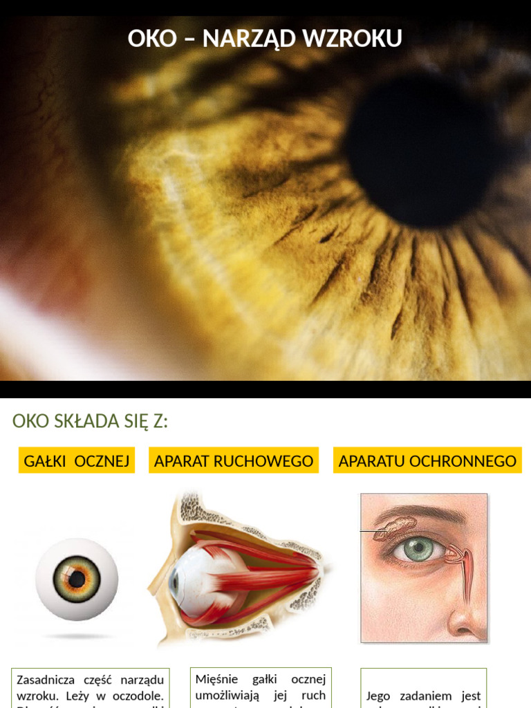 Budowa Oka Prezentacja | PDF