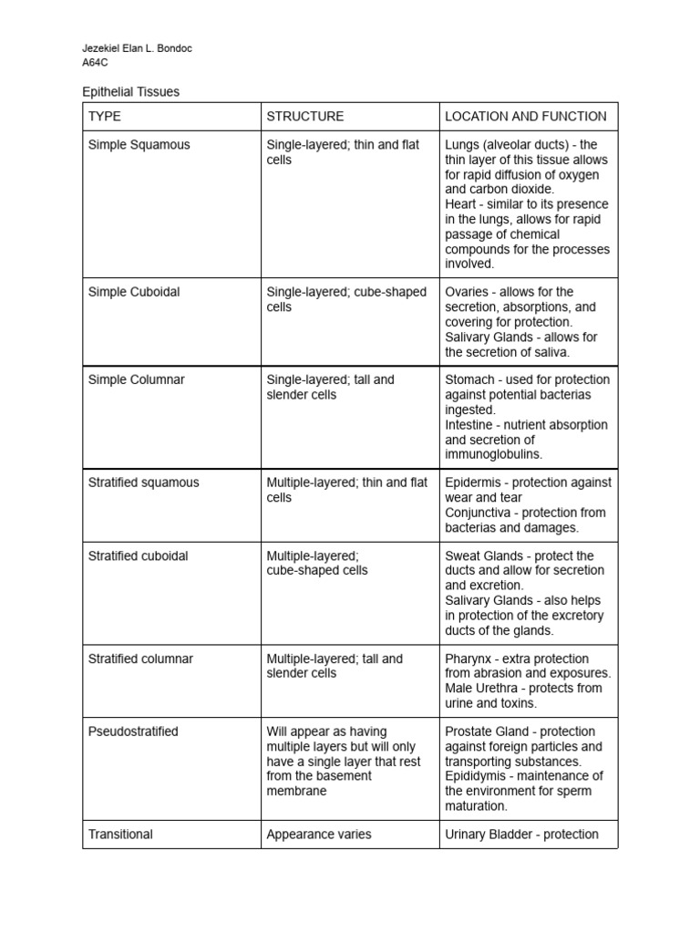 Tissues: Structure, Function, and Location | PDF | Connective Tissue ...