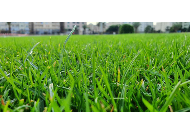 Grass | PDF