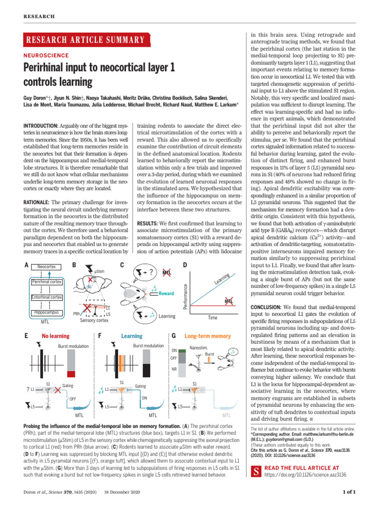 Perirhinal Inputtoneocortical Layer1 Controlslearning | PDF | Neocortex ...