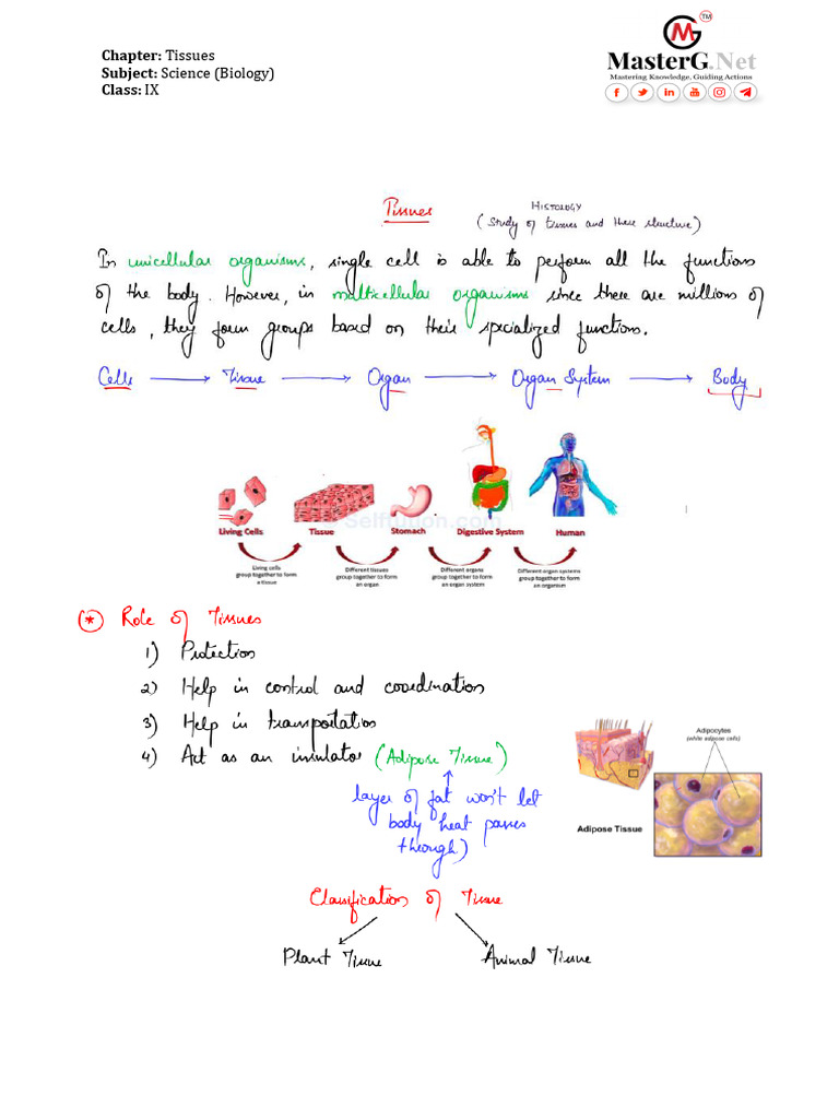 Tissues (Hand-Written Notes) - Version 2.0 | PDF