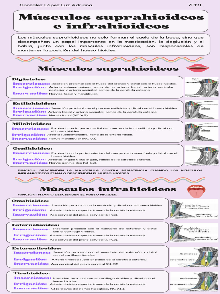 Músculos Supra e Infrahioideos | PDF | Anatomía humana | Tejido suave