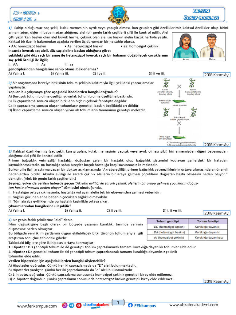 04.ornek Sorular 8.2.2.kalitim FENkampus | PDF