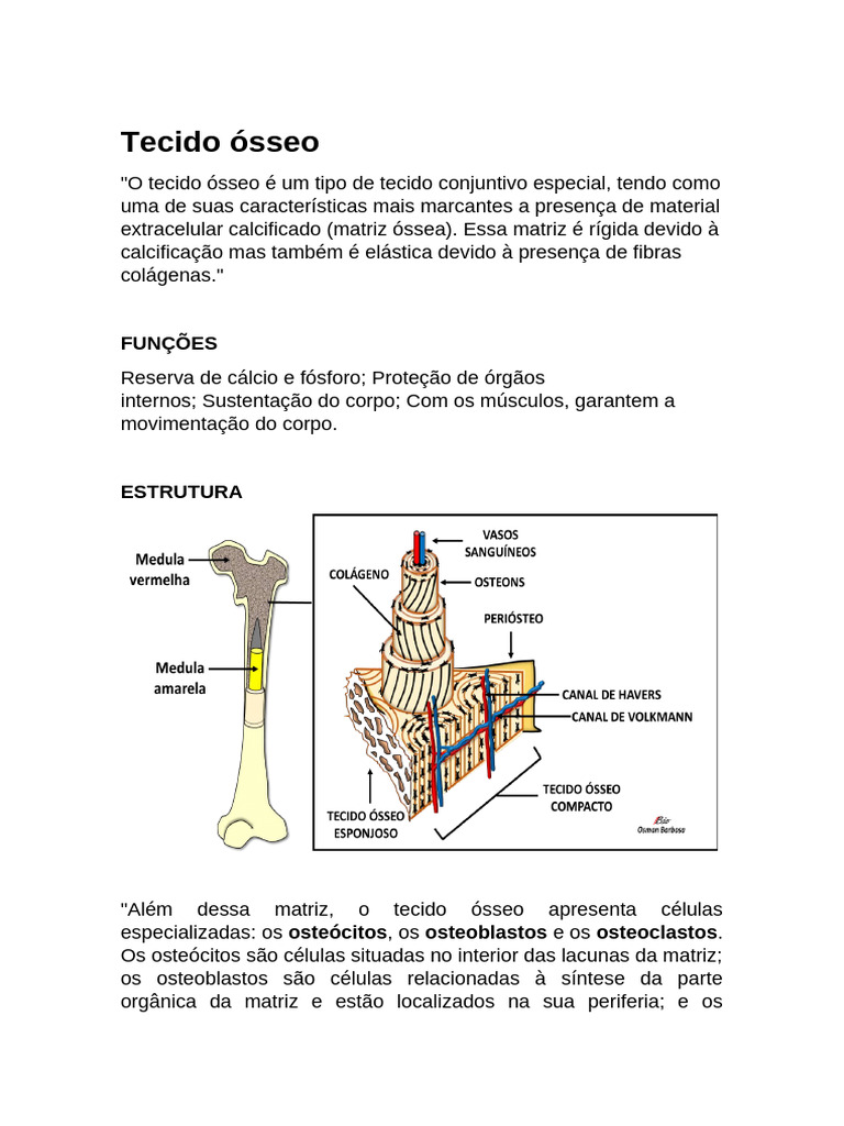 TECIDO ÓSSEO | PDF | Osso | Osteoporose