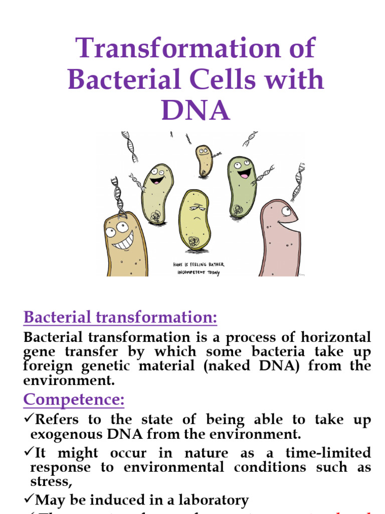 Bacterial Transformation | PDF | Transformation (Genetics) | Genetic Engineering