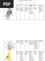 Anatomía de la Región Palmar de la Mano | PDF | Mano | Sistema ...