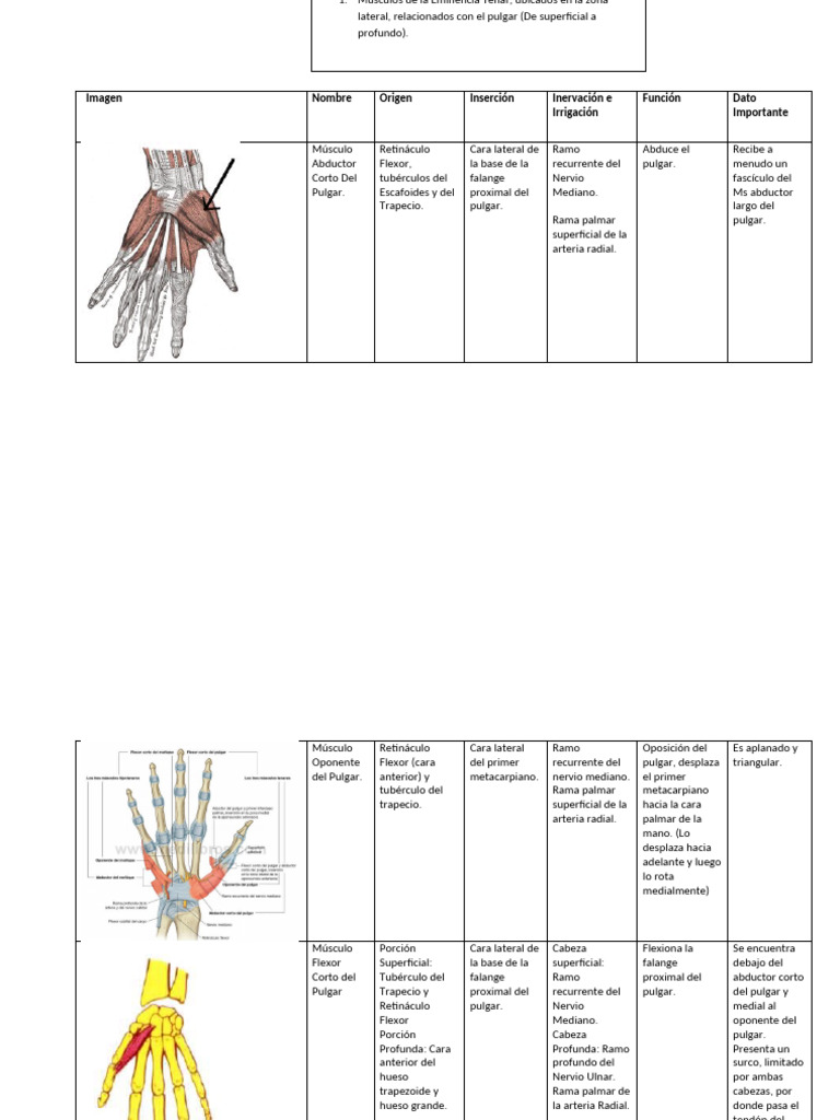 Anatomía de los Músculos de la Mano | PDF | Mano | Anatomía humana